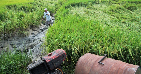 Farmers rescue rice paddies following storm in Vietnam’s Mekong Delta
