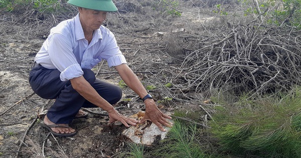 140 hectares of once protection forest wiped out in south-central Vietnam