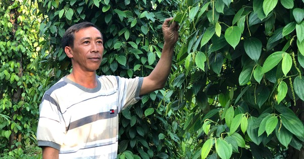 Olam - nuts and spices expert