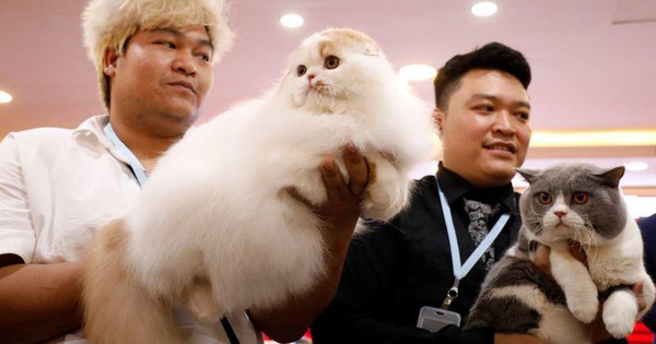 Fancy felines hit Hanoi for first ever cat show