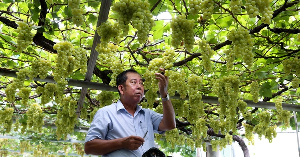 Ho Chi Minh City man’s fruit-laden grapevines inspire home gardening trend