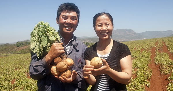Vietnamese man gets to the root of Central Highlands’ potato problems