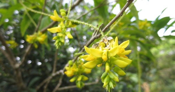 Three die, two hospitalized after allegedly eating ‘heartbreak grass ...