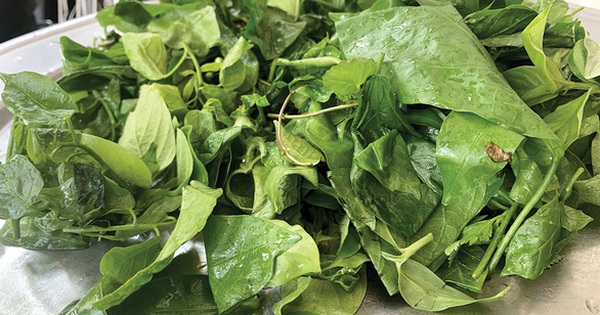 Woodland vegetables: The esoteric delicacy of central Vietnam’s Cham ...