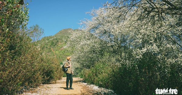 Docynia indica flowers transform northern Vietnam into white paradise