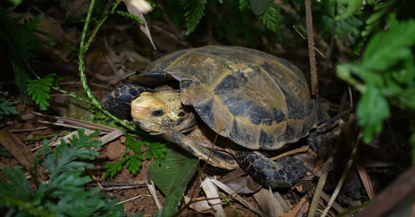Rare turtles found in Vietnam’s nature reserve
