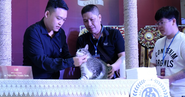 Over 100 cats compete at Hanoi beauty pageant