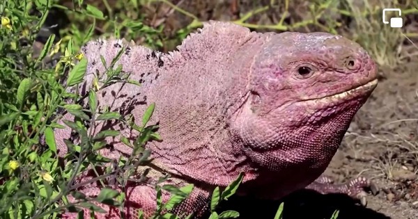 Endangered pink iguana hatchlings seen for first time on Galapagos island