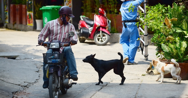 Northern Vietnamese man suffers from incurable rabies after dog bite