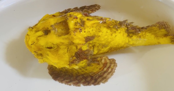 Golden stonefish caught off central Vietnam coast