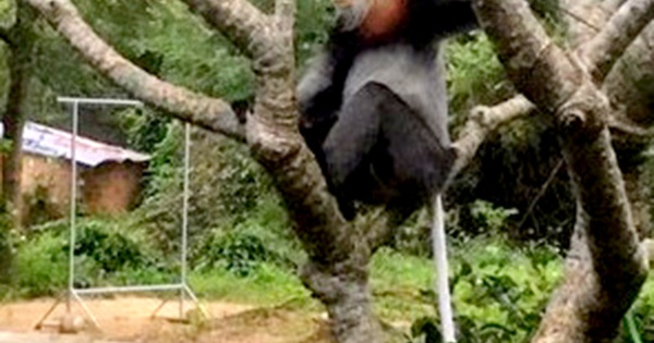 Rare gray-shanked douc langurs sighted at south-central Vietnam temple