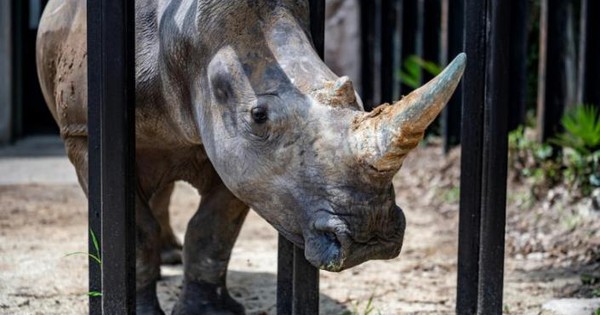 South Africa's largest rhino farm puts itself up for sale