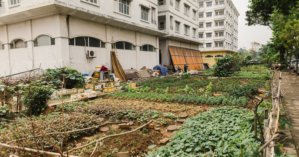 Hanoi’s uninhabited resettlement buildings become sites for farming ...