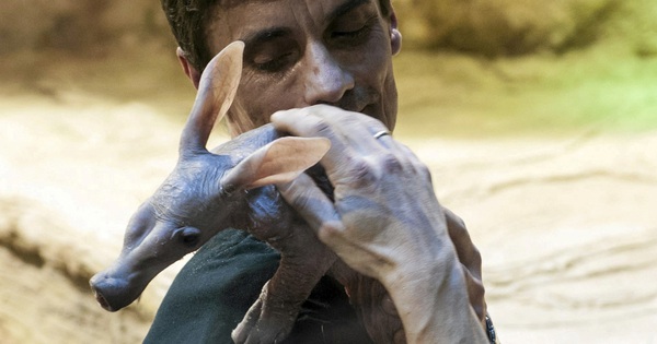 Ambitious genome project shows how humans fit with other mammals