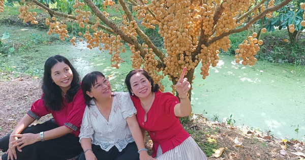 Explore beautiful Burmese grape tree-lined paths in Vietnam’s Mekong ...
