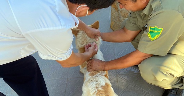Man dies of rabies after dog bite in southern Vietnam