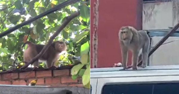 4 rampaging monkeys captured in Ho Chi Minh City this week