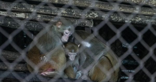 Monkeys huddle together for warmth at Hanoi zoo