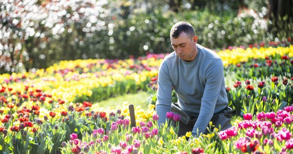 Blooming good: World's biggest tulip garden marks 75th edition