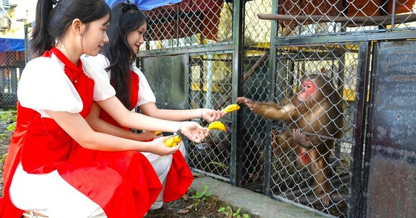 1,500 illegal traps discovered in central Vietnam’s national park