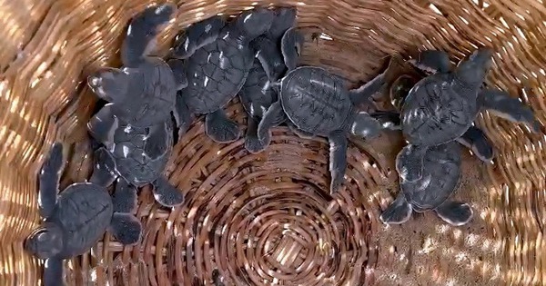 87 olive ridley hatchlings released into sea off Vietnam island