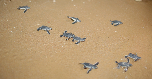 Residents excited to see dozens of turtle hatchlings waddling toward ...
