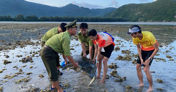 In Vietnam, stranded sea turtle returned to sea