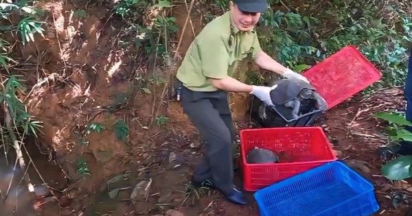 27 wild animals, including 50kg Burmese python, released to nature in ...