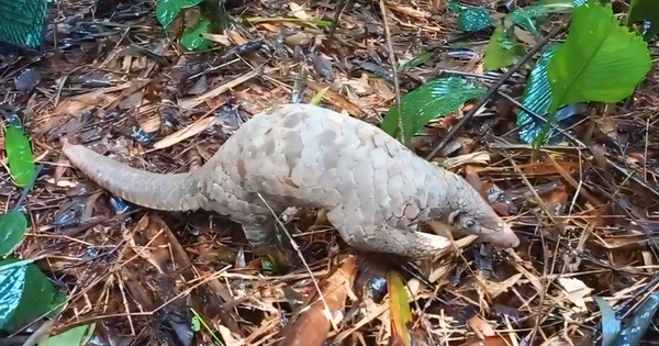 Javan pangolin, baby lorises released back into wild in southern ...