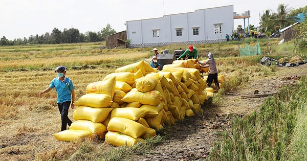 Vietnam likely to become world’s 3rd largest rice importer in 2024: USDA
