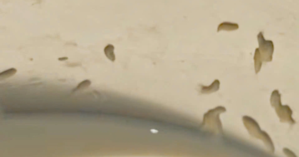 Tourist reports live maggots in milk jug at resort in Vietnam's Khanh Hoa