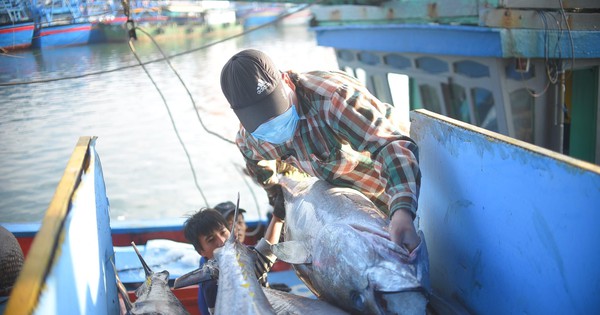 Vietnam’s tuna exports to UK show strong, stepwise growth