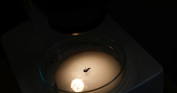 Chile's resilient Patagonian Ice Dragon insect at risk from dwindling ...